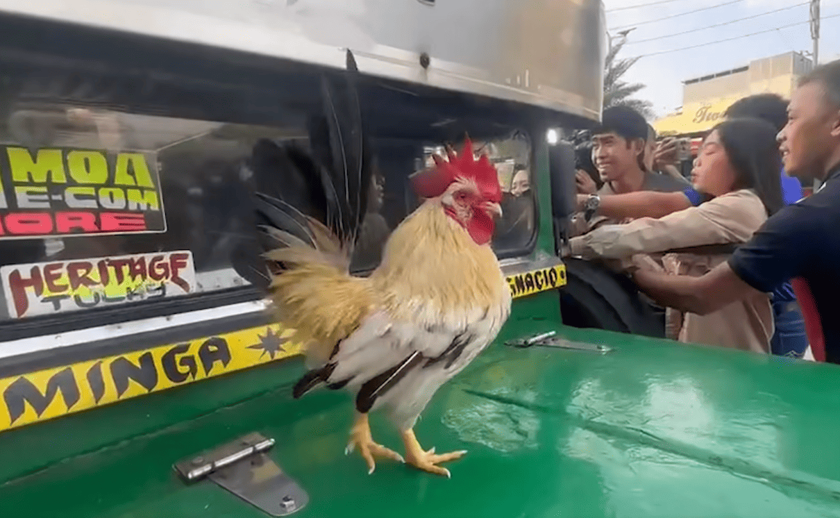 Chook-to-Go: Jeepney halted for driving with chicken on hood