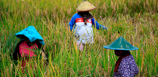 Indonesia dry season to be less severe this year, weather agency says