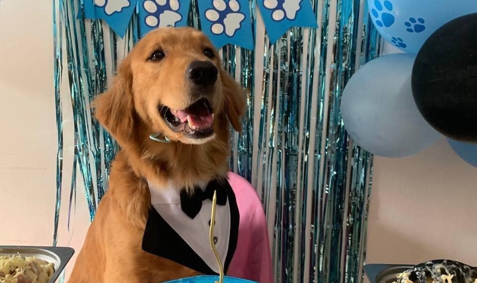 Slaughtered dog Killua tests positive for rabies; PAWS to pursue case ...