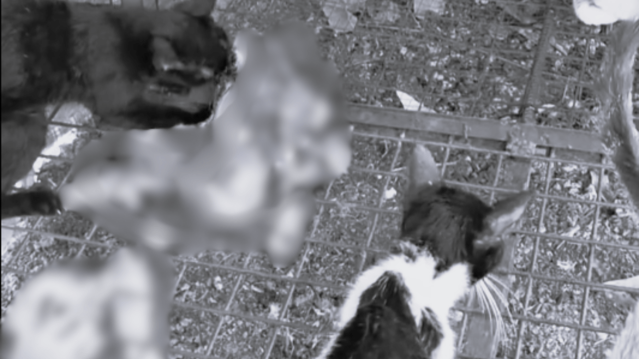 Cat eating fellow cat in Das Mariñas, Cavite goes viral; animal shelter ...